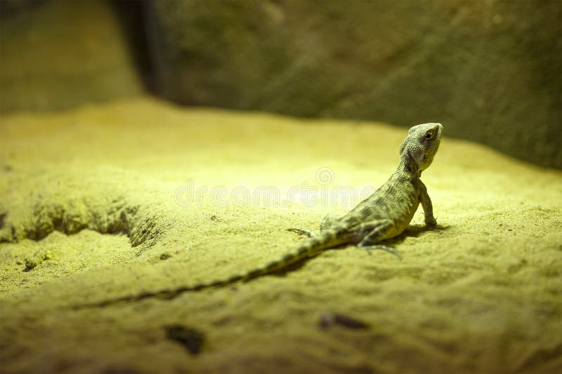 Green Lizard Sitting on the Sand. Stock Image - Image of green, fauna ...
