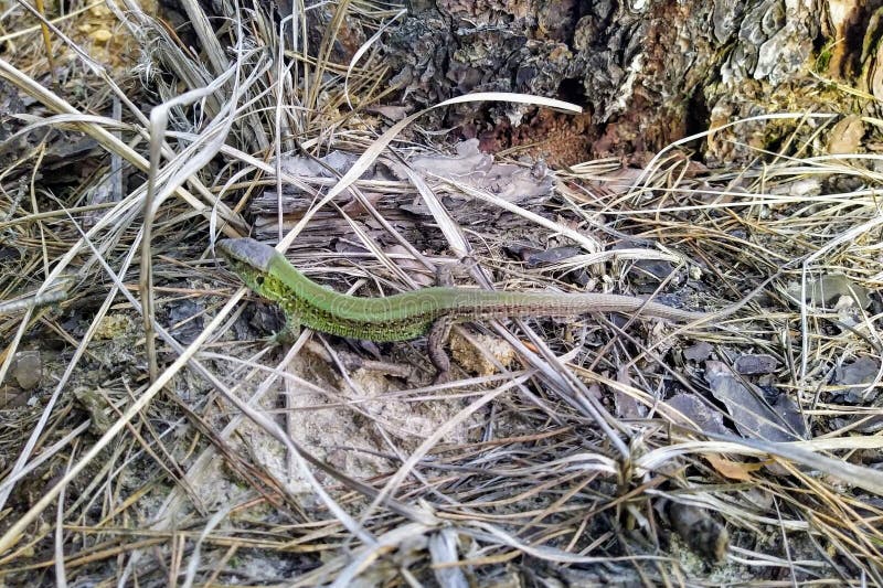 Green Lizard at Spring Forest Stock Photo - Image of back, animal ...