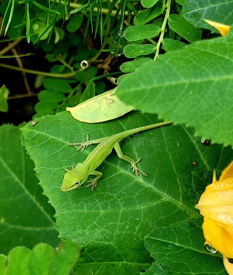 Green Lizard on Squash Plant Stock Image - Image of tree, branch: 293344237