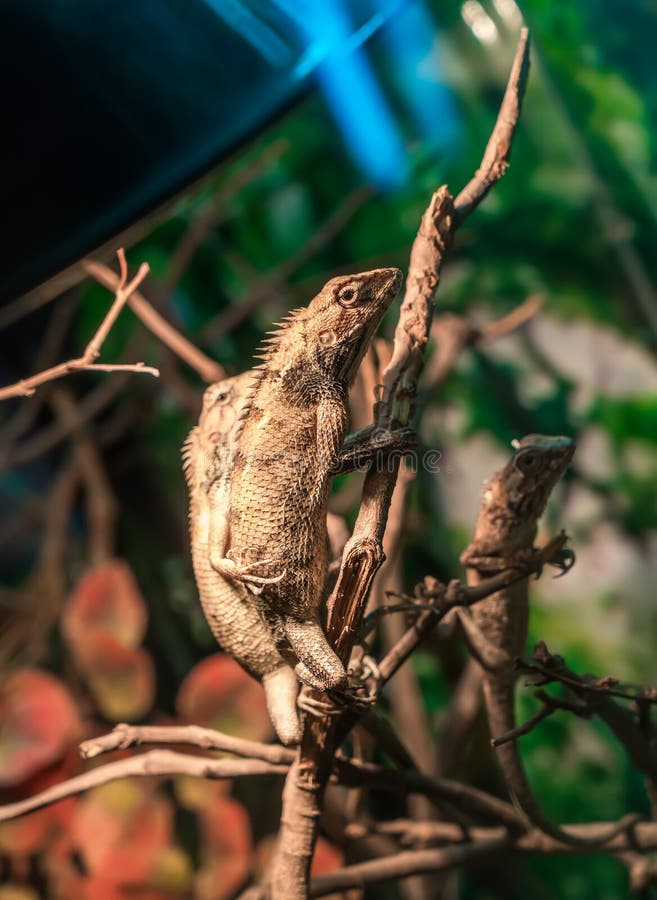 Lizard Standing on Death Tree on Forest Stock Photo - Image of outdoor ...