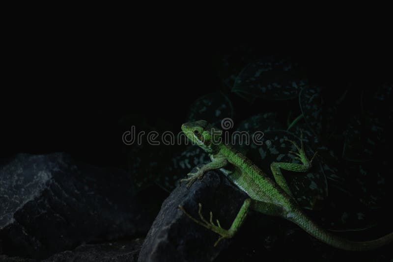 Green lizard on a stone stock photo. Image of animal - 103265396