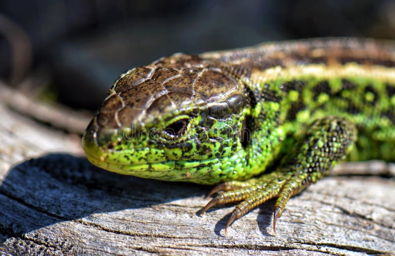 Green Lizard in the Sun Foreground Stock Photo - Image of lizard ...