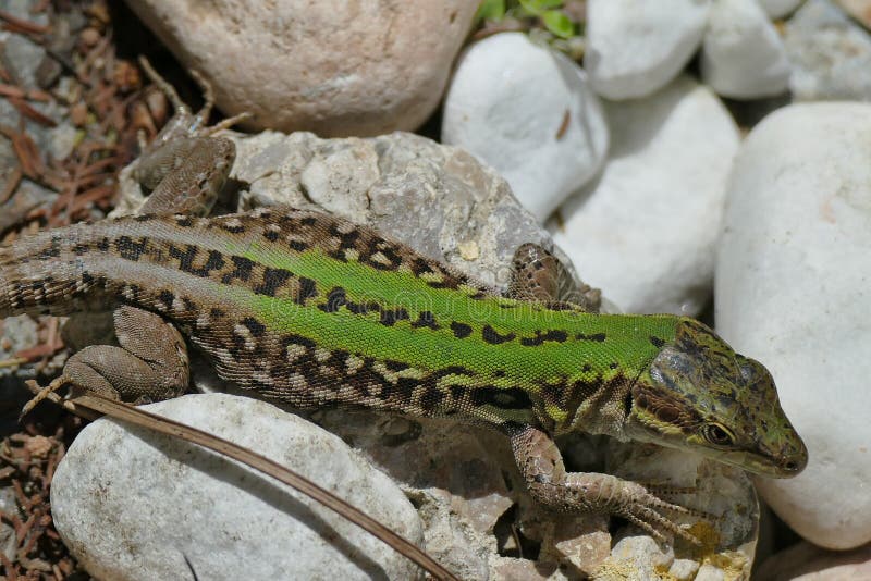 Green lizard stock photo. Image of green, lacerta, elgaria - 88423810