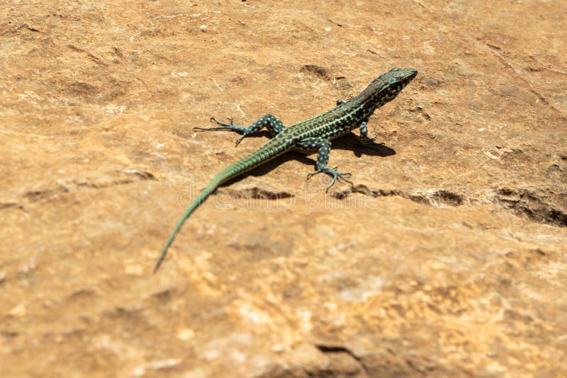 Green Lizard on Sunlit Rock Surface Stock Image - Image of wild, sunny ...