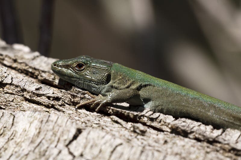 Green lizard on tree stock image. Image of single, lizard - 19268879