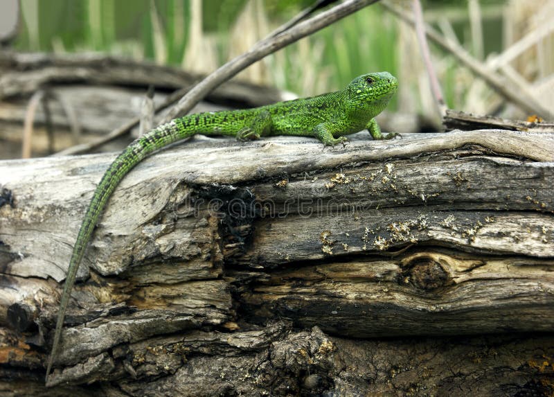 Green lizard on tree stock image. Image of dragon, wild - 84587269