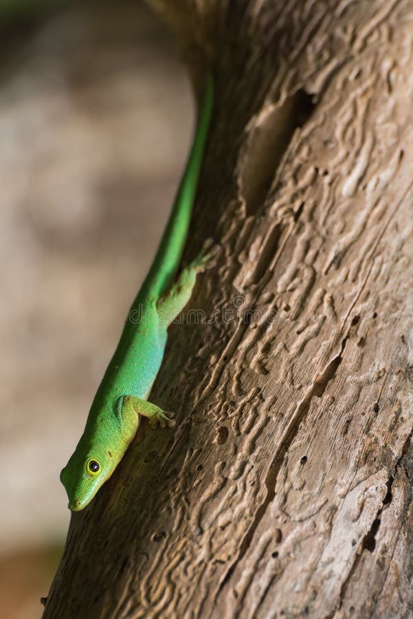 Green lizard on tree bark stock image. Image of beach - 112562779
