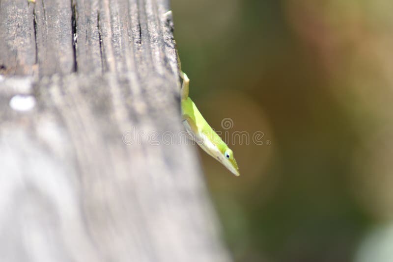Green lizard on a tree stock photo. Image of nature - 106700386