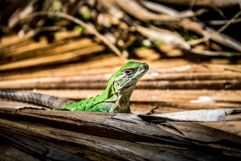 Green Lizard - Tulum, Mexico Stock Photo - Image of foliage ...