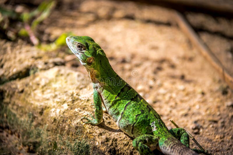 Green Lizard - Tulum, Mexico Stock Image - Image of iguana, crawling ...