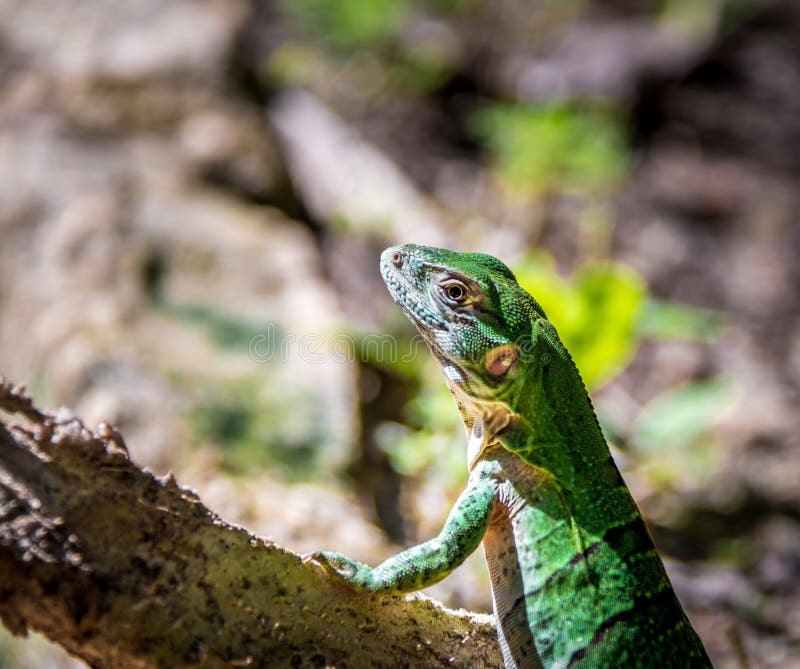 Green Lizard - Tulum, Mexico Stock Photo - Image of reptilian ...