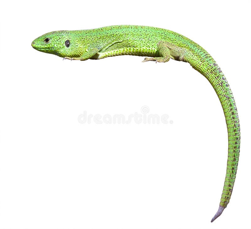Lizard stock photo. Image of isolated, tail, reptile, animal - 2714026