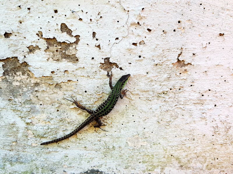 Green Lizard on a Wall in the Rain, Closeup of Photo Stock Photo ...