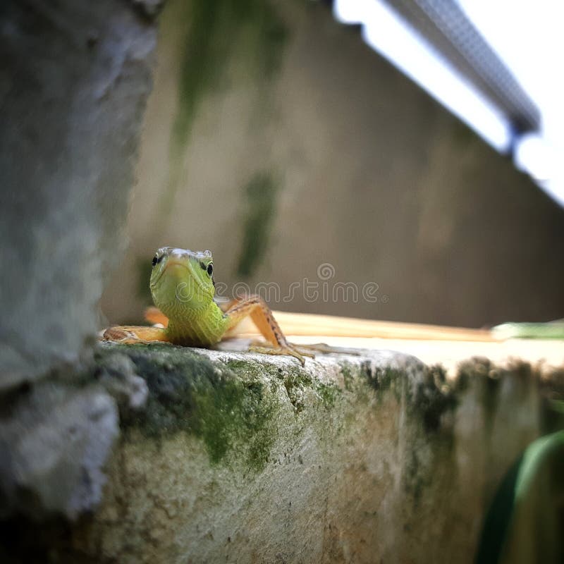The Green Lizard Was Sunbathing on the Edge of the Pool. Stock Photo ...