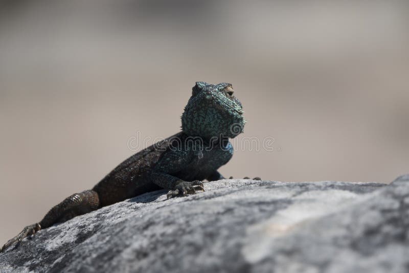Green Lizard Watching on a Rock of Table Mountain. Stock Photo - Image ...