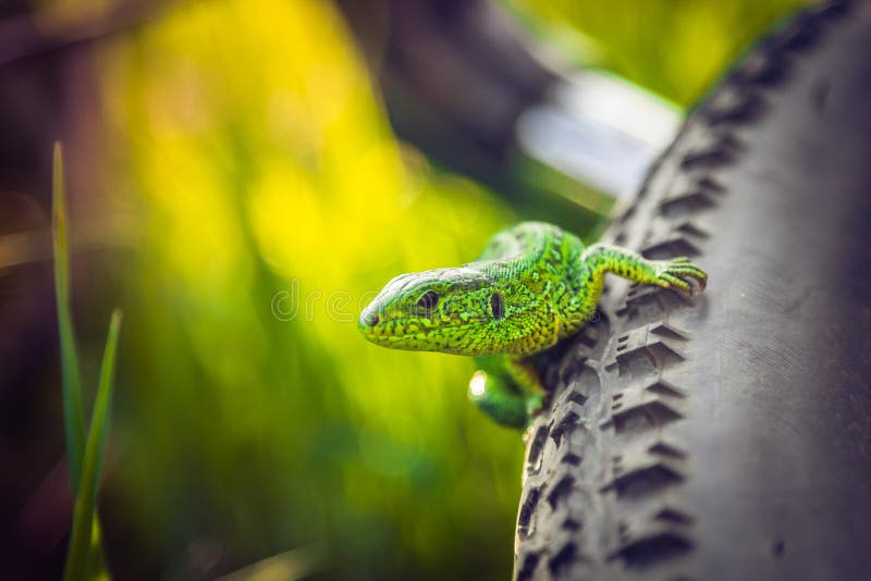 Green lizard on a wheel stock image. Image of gecko - 140947337