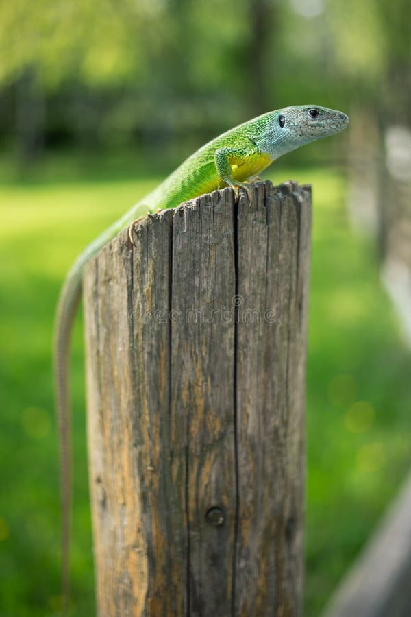 Green lizard in the wild. stock image. Image of tree - 72183573