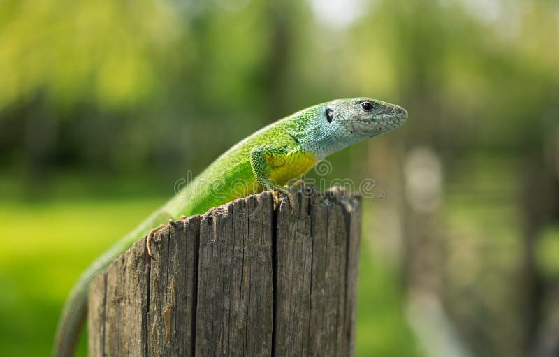 Green lizard in the wild. stock photo. Image of green - 73381812