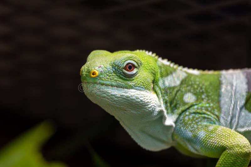 A Green Lizard with a Yellow Nose is Staring at the Camera Stock Photo ...