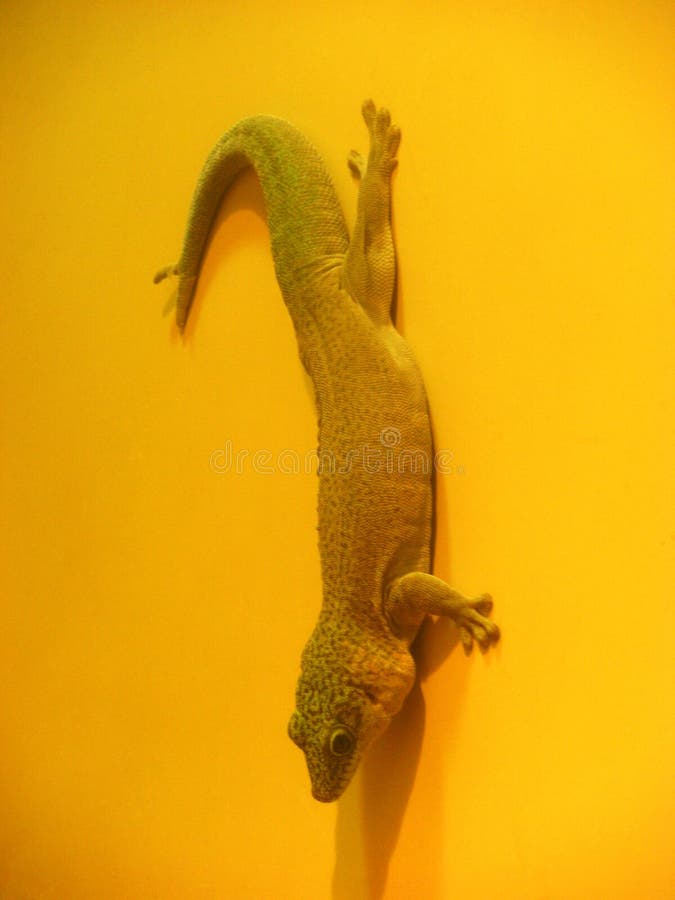 Green Lizard on Yellow Wall Stock Image - Image of yellow, amphibian ...