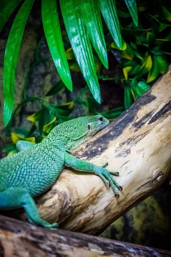 Green lizard in a zoo stock photo. Image of cute, forest - 84260762