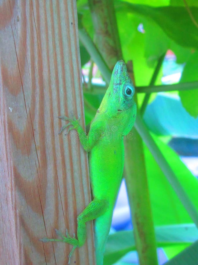 A Green Lizards with Blue Head Stock Photo - Image of tail, beautiful ...