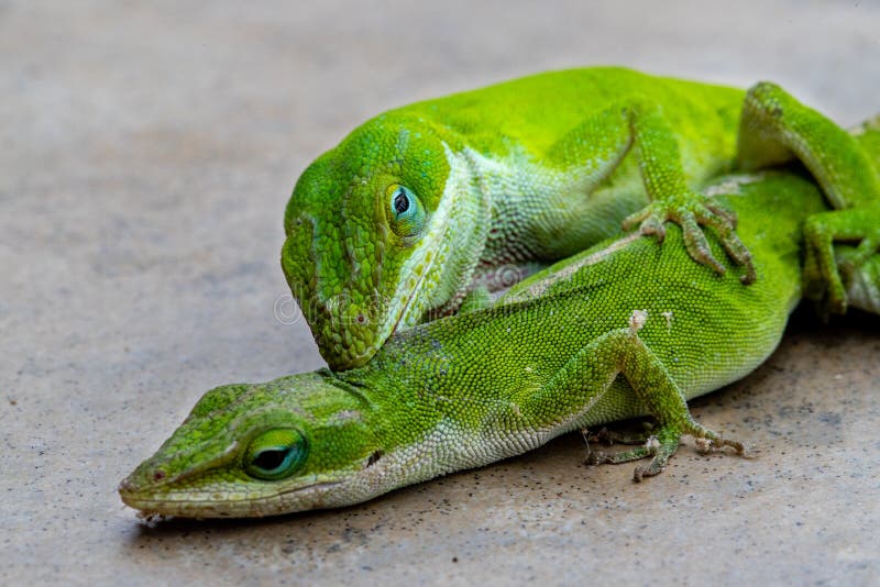 Two Mating Carolina Anole Lizards Stock Image - Image of mating ...