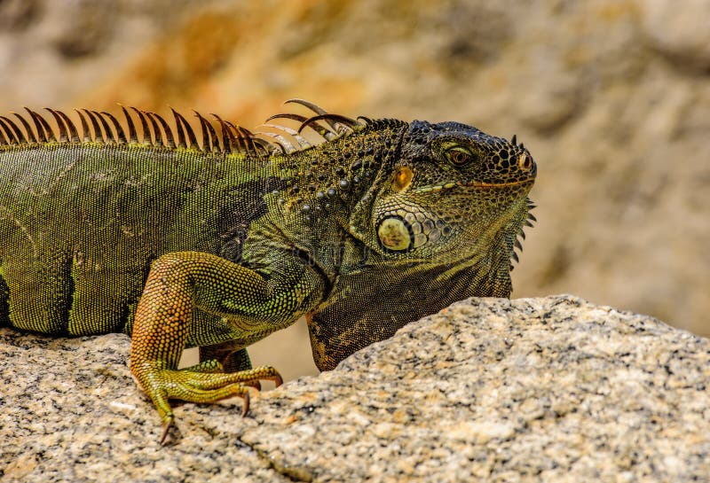 Green Lizards Iguana. Iguana Dragon. Stock Image - Image of rocks ...