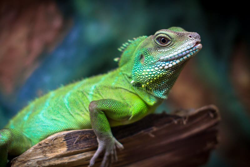 Green lizards stock photo. Image of amphibians, green - 36160590