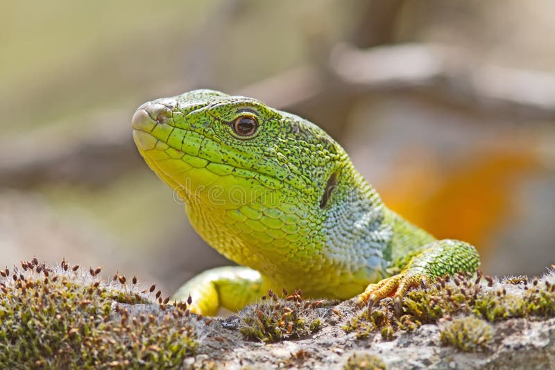 25+ Lizard looking camera Free Stock Photos - StockFreeImages