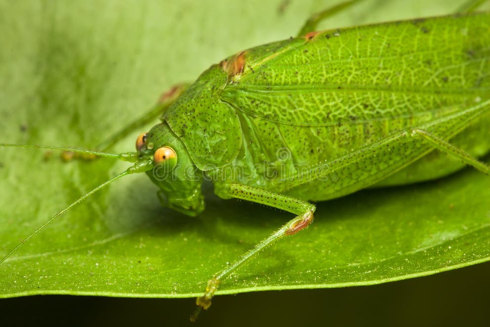 Green Locust stock image. Image of nature, detail, insect - 10312979