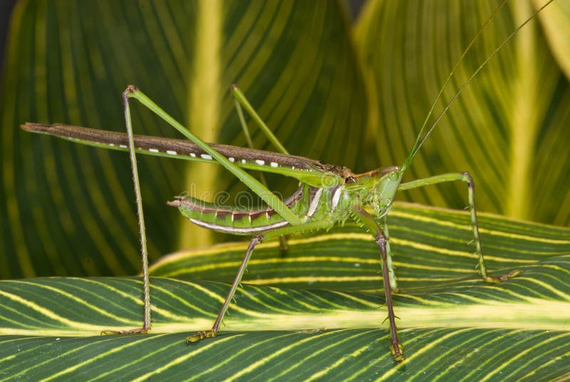 Green locust stock photo. Image of invertebrate, vegetarian - 24377770
