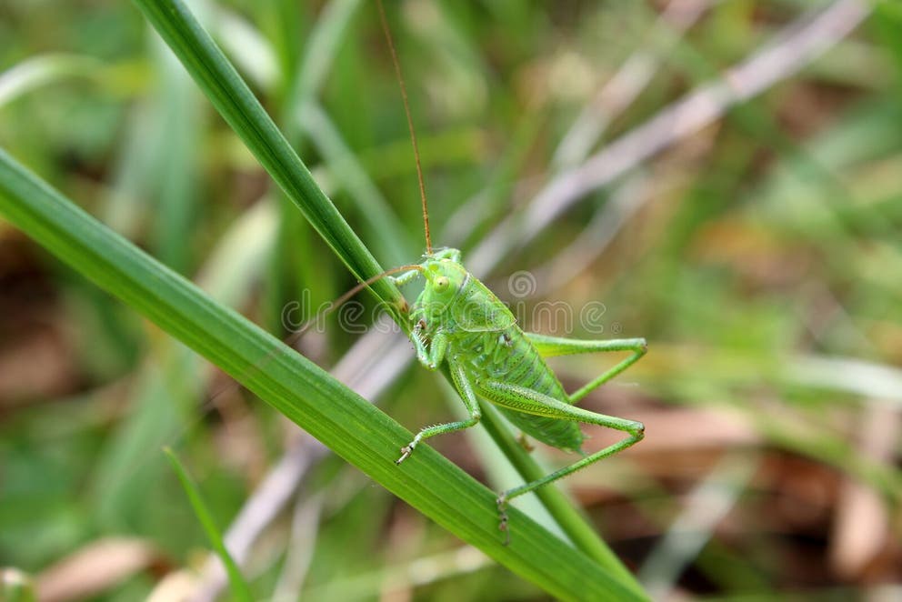 Green locust stock image. Image of insect, garden, antenna - 25159769