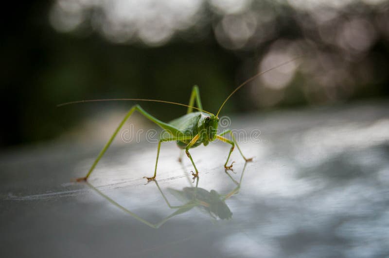 Green Locust stock photo. Image of closeup, locust, insect - 27810458