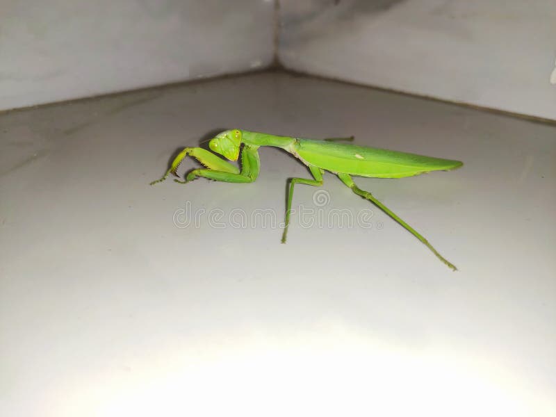 Green Locust Aka Grass Hopper Angry Looking into Camera Stock Photo ...
