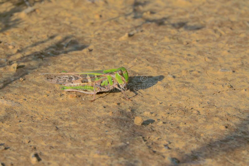 Green locust stock photo. Image of natural, closeup - 188874740