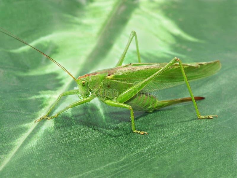 Green Locust.Closeup. stock photo. Image of plague, color - 42398880