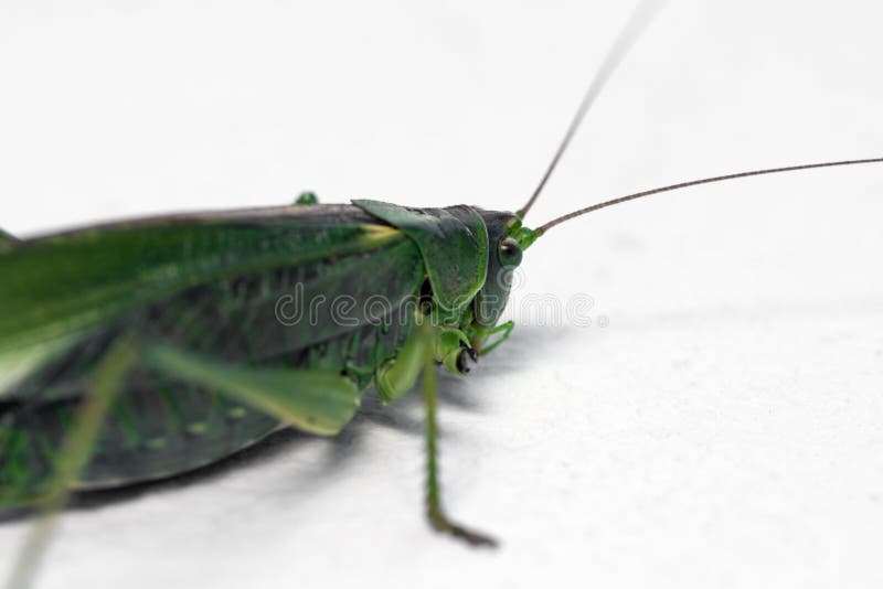 Green Locust Insect, Close-up on a White Background Stock Photo - Image ...