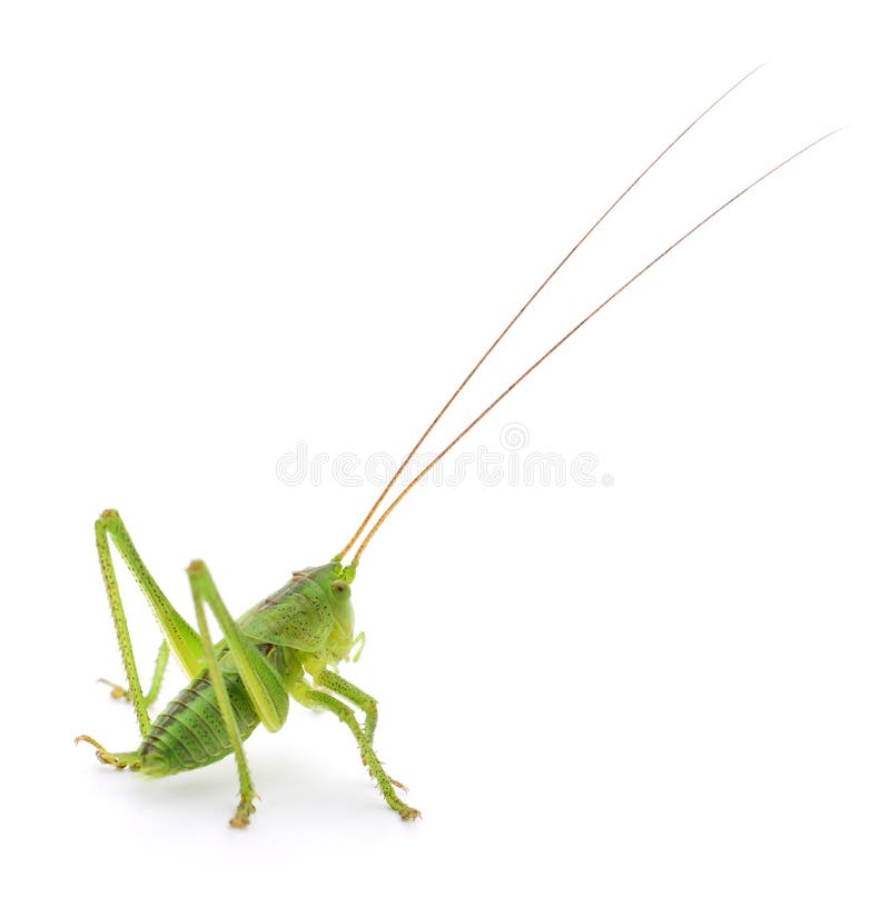Locust isolated on white stock image. Image of nature - 184293741