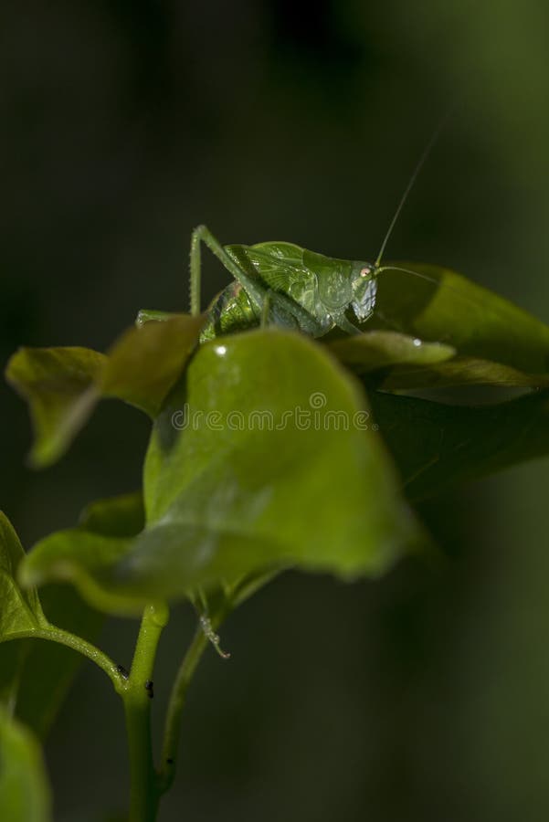Green Locust with Long Antennae Stock Photo - Image of alactaga ...