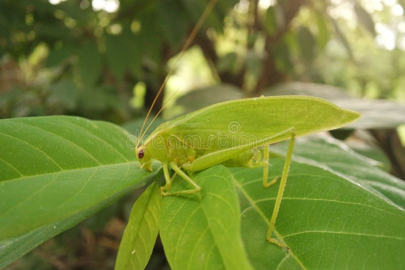 Green Locust in My Backyard Stock Photo - Image of beetle, plant: 269387306