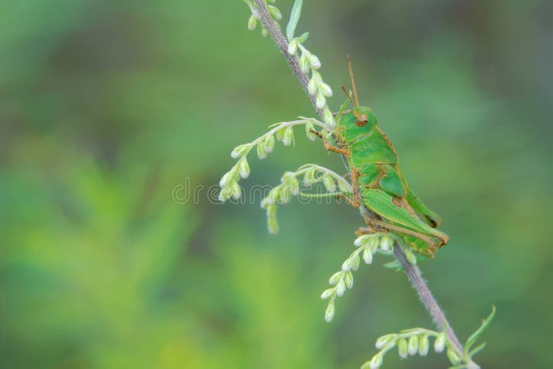 Green locust stock photo. Image of insects, grass, animals - 194104772