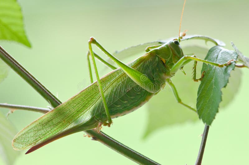 Green locust stock image. Image of green, insect, foreground - 43086095