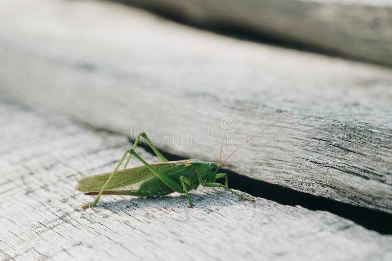Green Locust on an Old Wooden Surface Stock Image - Image of abstract ...