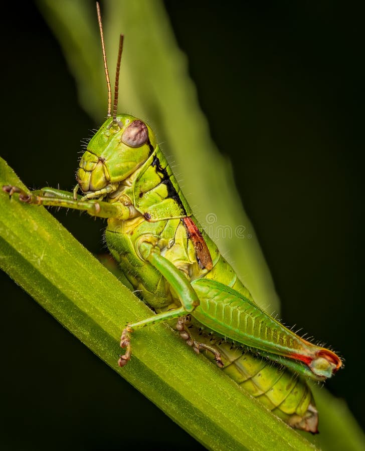 Green locust portrait stock photo. Image of background - 196376404