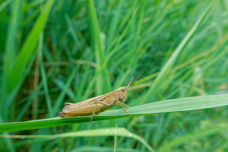 Locust stock photo. Image of life, grasshopper, wild - 41925798