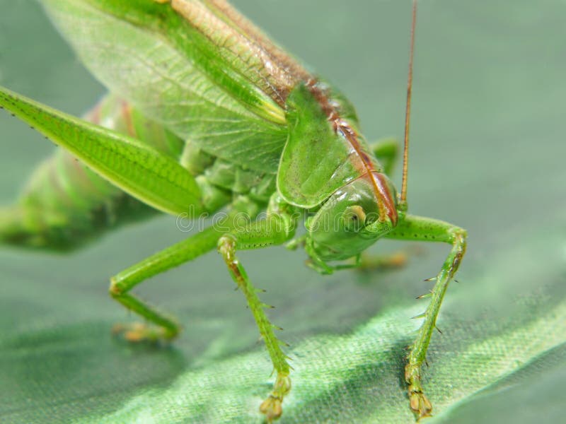 Green Locust Taken Closeup. Stock Photo - Image of devastate, macro ...