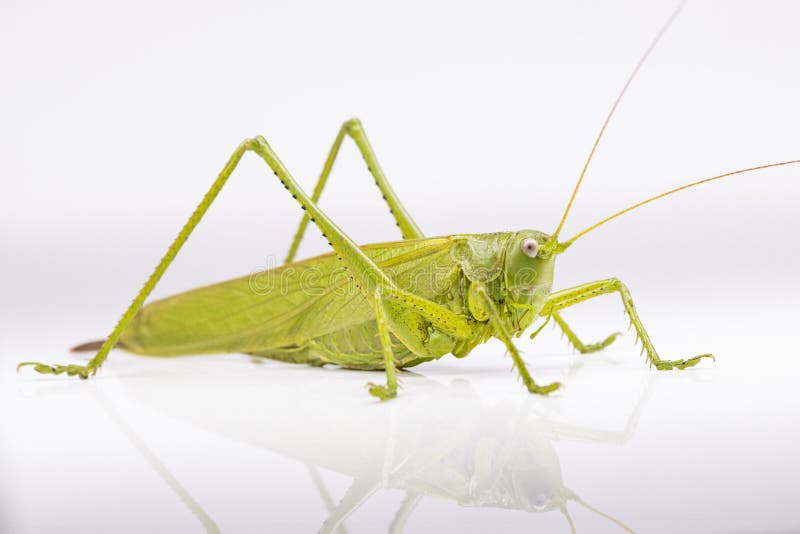 Locust On White Background. Side View. Macro Stock Photo - Image of ...