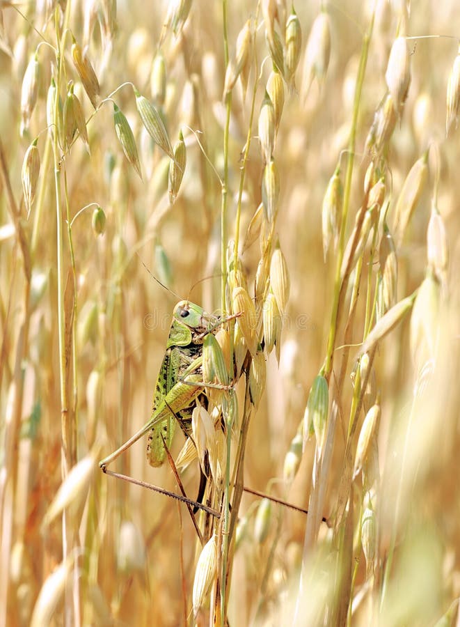 Locust eats wheat crop stock image. Image of insect, green - 20195325