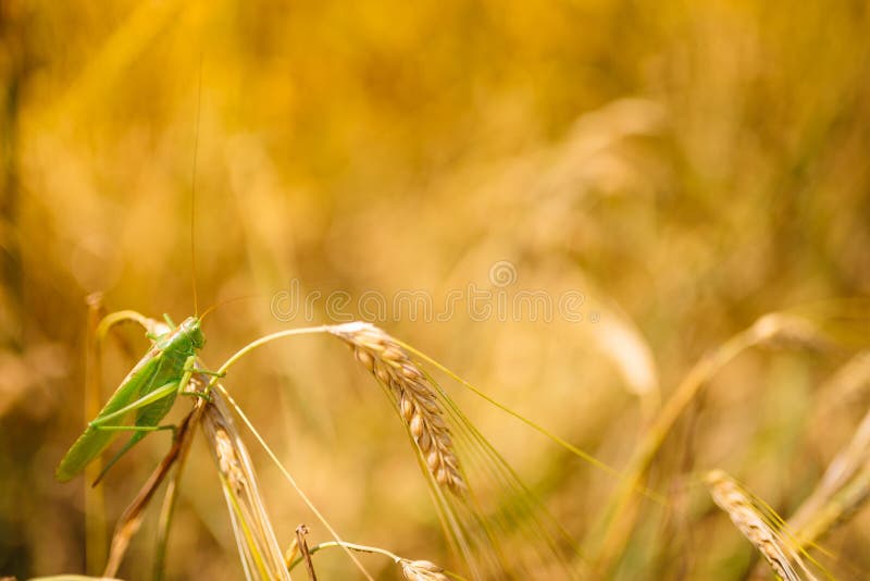 Green Locusts Devouring a Large Barley. Insect Pest. Pest Concept in ...